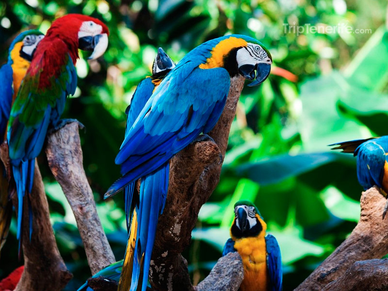 Loro Parque - Nº1 Zoo Park in Tenerife - Buy your Tickets Online