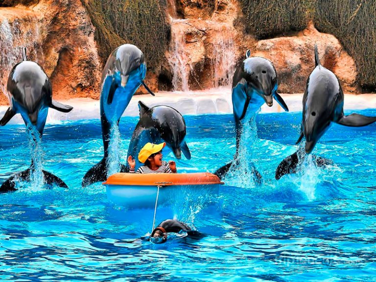 Loro Parque - Nº1 Zoo Park in Tenerife - Buy your Tickets Online