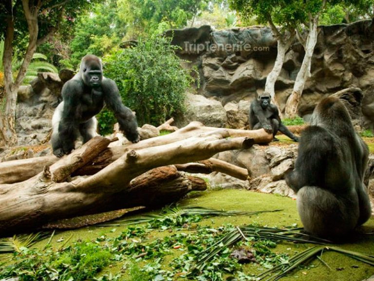 Loro Parque - Nº1 Zoo Park in Tenerife - Buy your Tickets Online