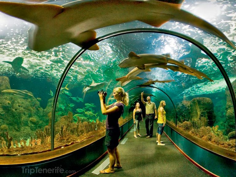 Loro Parque - Nº1 Zoo Park in Tenerife - Buy your Tickets Online
